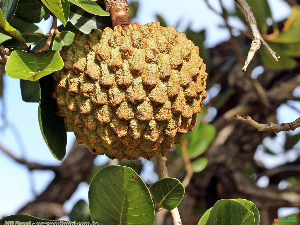 Fruta Marolo | Preço Venda Compra - MF Rural