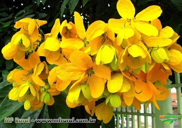Pau Fava ( Senna Macranthera) Sob Encomenda em Tiete SP à venda. 391032