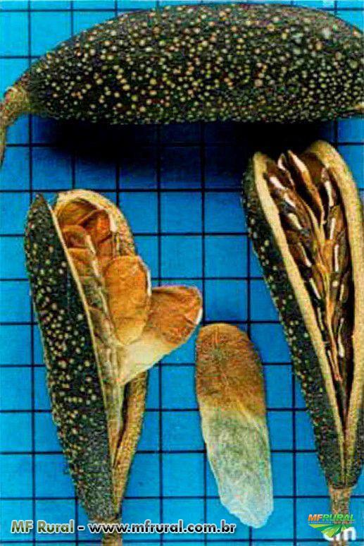 Peroba Rosa ( Aspidosperma Polyneuron ) Apenas Sob Encomenda – 391039