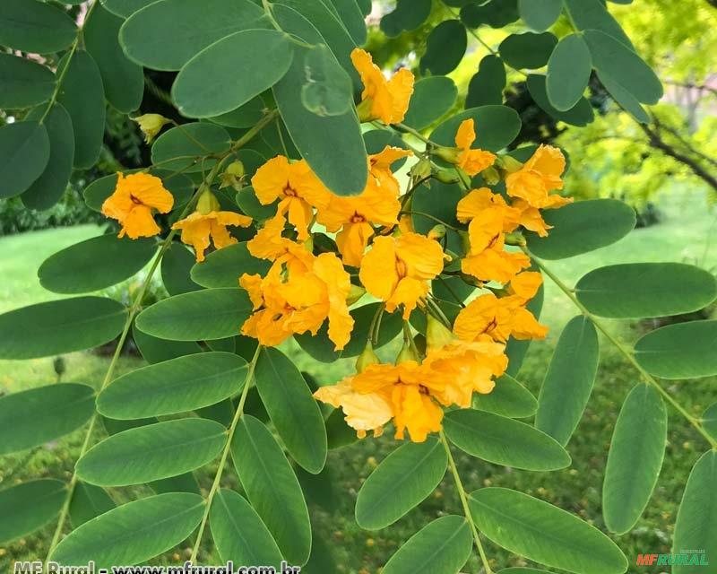 Tipuana Tipu | Preço Venda Compra - MF Rural