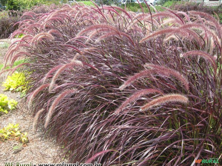 Capim Dos Texas Rubro (Pennisetum Setaceum Rubrum) em Tiete SP à 644650