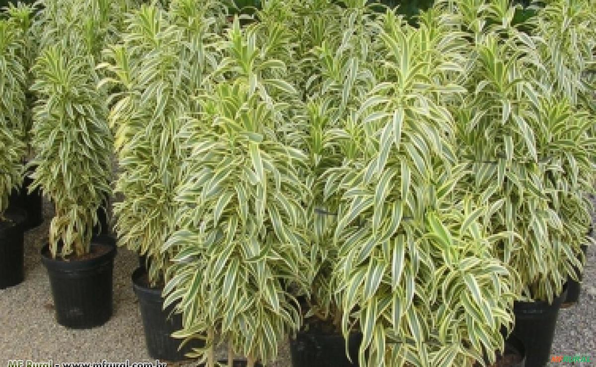 Pleomele Variegata (Dracaena Reflexa) em Tiete SP à venda. 644655