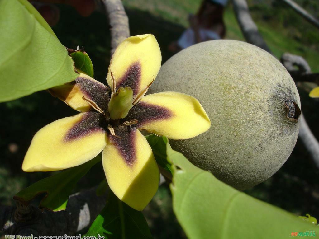 Jenipapo (Jenipa Americana) em Tiete SP à venda. Compre direto 644660