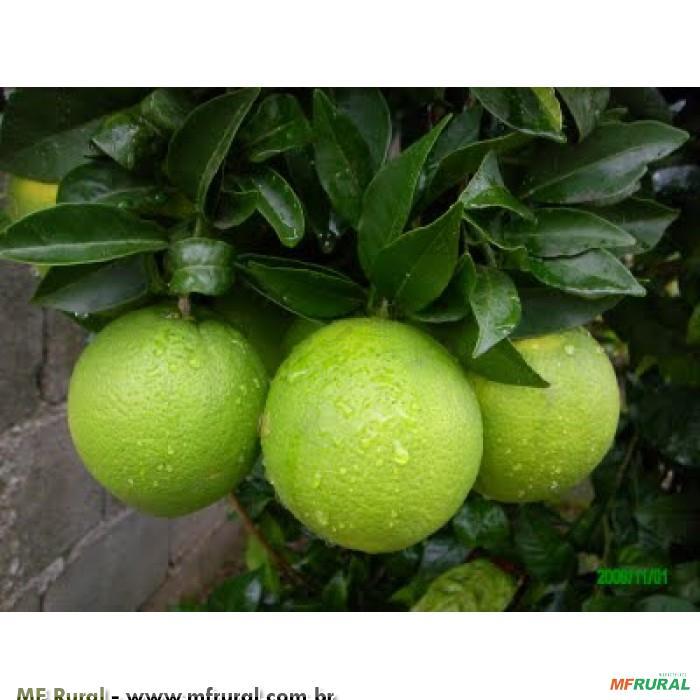Laranjas Verde - Árvores Adultas / Mudas | Preço Venda Compra