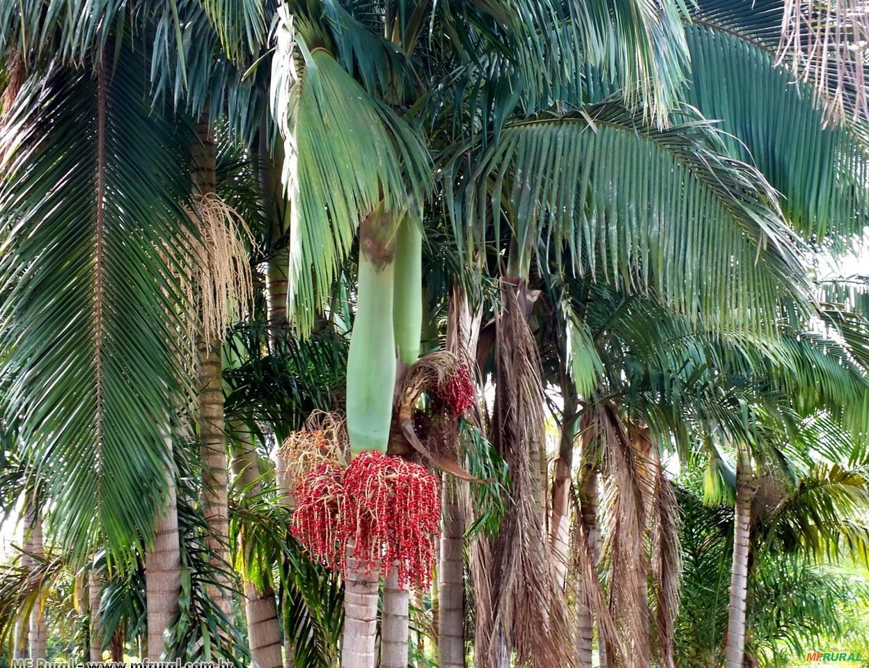 Palmeira Carpentaria (Carpentaria Acuminata) em Tiete SP à 644682