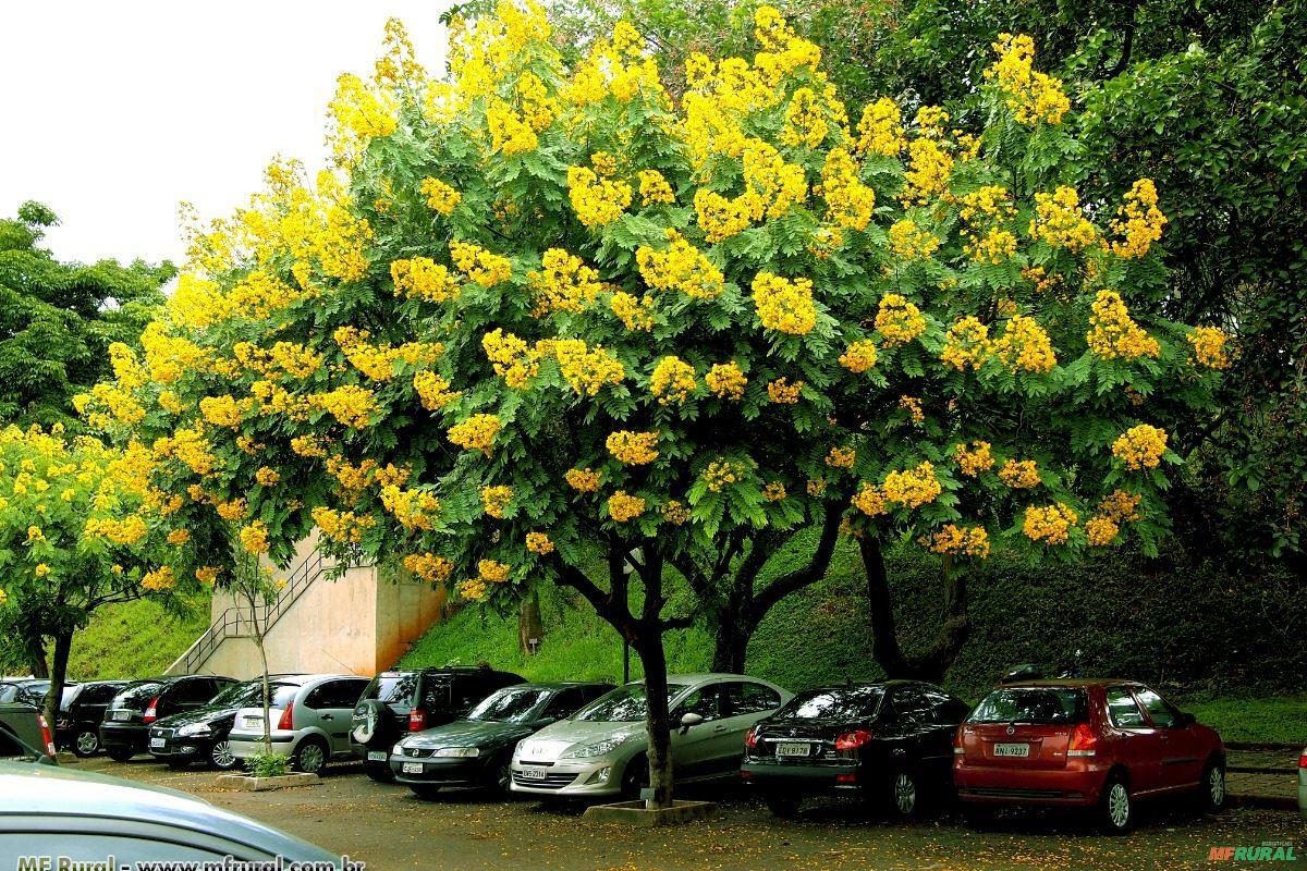 Cássia do Nordeste ( Senna Espectabilis) Apenas Sob Encomenda - 644714