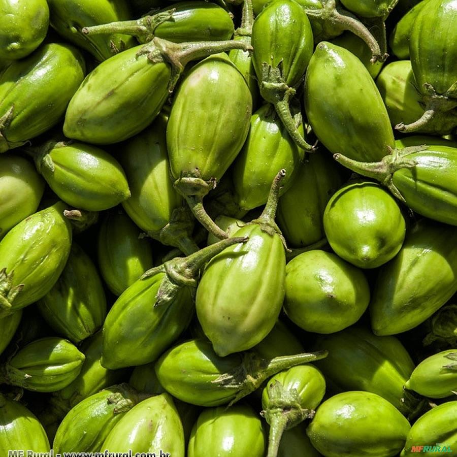 Jilo Tingua Verde Claro (Solanun Gilo.) em Tiete SP à venda. 644722