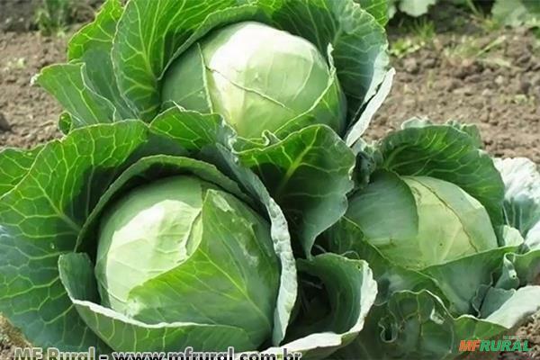 Sementes Capitata | Preço Venda Compra - MF Rural