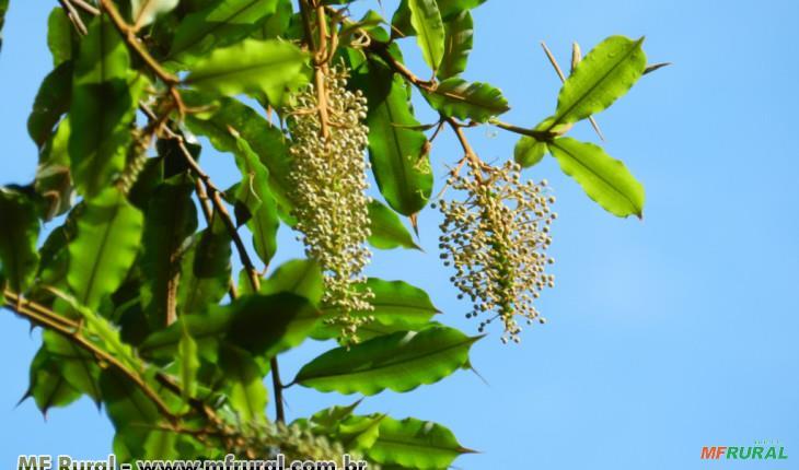 Canudo de Pito (Mabea Fistulifera Mart.) em Tiete SP à venda. 644748