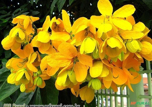 Pau Fava ( Senna Macranthera) em Tietê SP à venda. Compre 644765