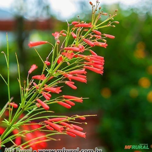 Russélia Vermelha (Russelia Equisetiformis) em Tietê SP à venda. 644803
