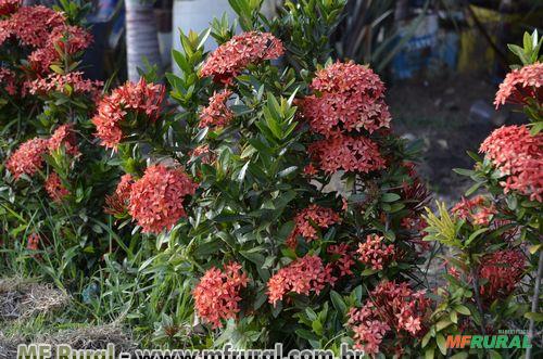 Mini Ixora (Ixora Coccinea ´Compacta´) em Tietê SP à venda. 644809