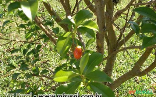 Rio Jardim | Preço Venda Compra - MF Rural
