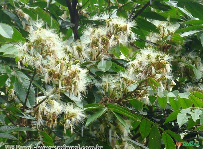 Ingá (Inga Edulis) em Tietê SP à venda. Compre direto 644834