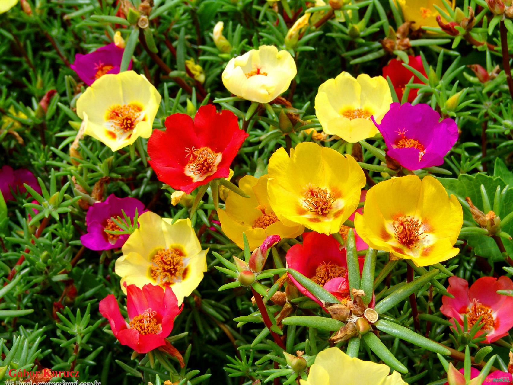 Onze Horas (Portulaca Grandiflora) em Tietê SP à venda. Compre 644836