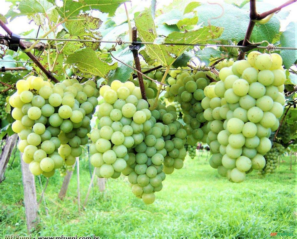 Uva Niágara Branca (Vitis Labrusca 'Niagara') em Tiete SP à 644848