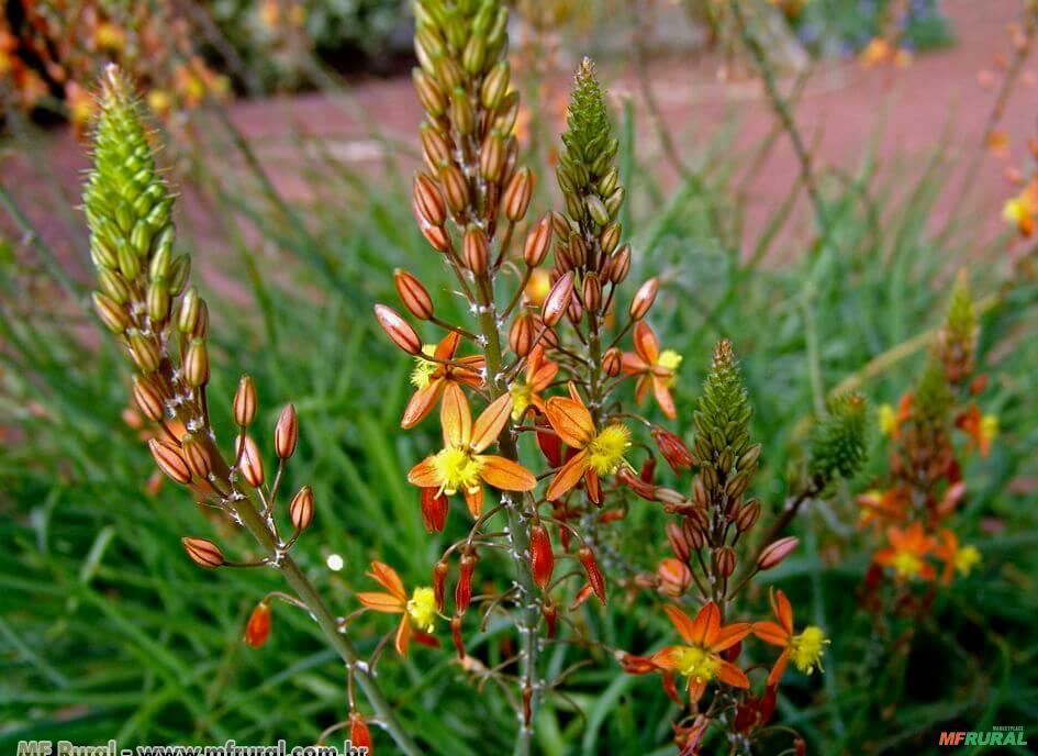 Bulbine (Bulbine Frutescens) em Tietê SP à venda. Compre direto 644857