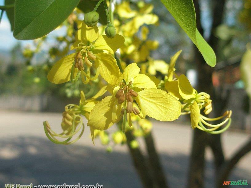 Acacia Imperial Amarela (Cassia Fistula) em Tietê SP à venda. 644902