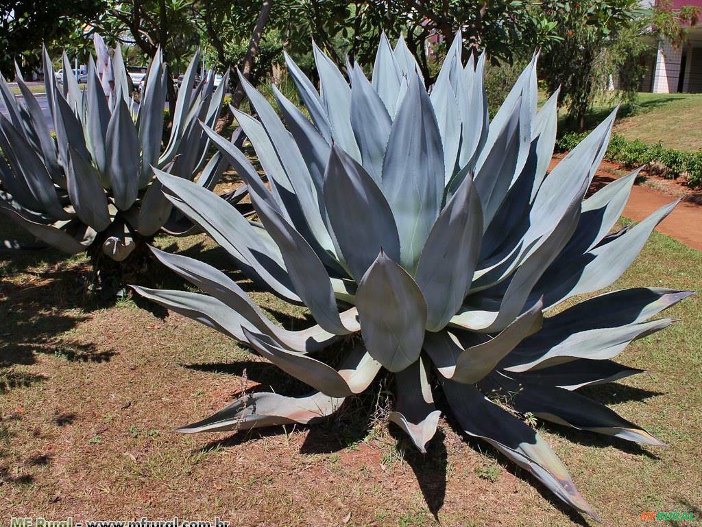 Agave Azul | Preço Venda Compra - MF Rural