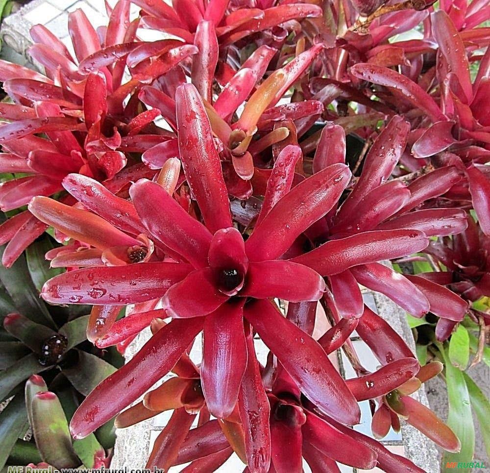 Bromélia Fire Ball Rubra (Neoregelia Spp. "Fireball) em Tiete SP 644952