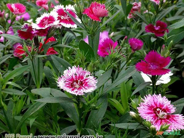 Cravina (Dianthus Chinensis) em Tietê SP à venda. Compre direto 644974