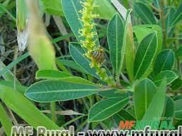 Pau-De-Leite (Sapium Glandulosum (L.) Morong) em Tietê SP à 645004