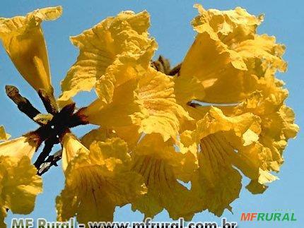 Ipê Amarelo do Cerrado (Handroanthus Ochraceus) em Tietê SP à 645023