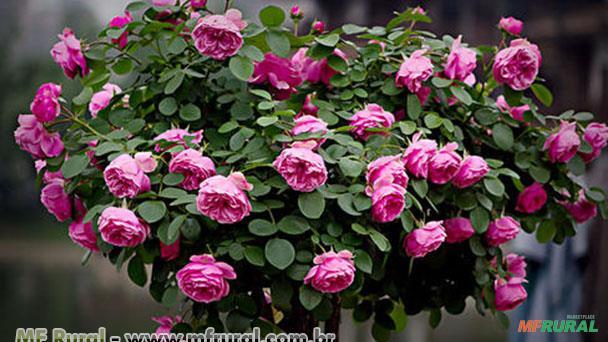Mini Rosa (Rosa Chinensis) em Tiete SP à venda. Compre direto 645050