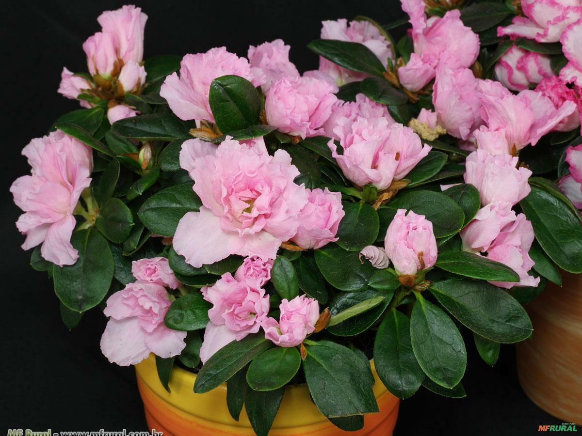 Mini Azaléia (Rhododrendron Simsii) em Tietê SP à venda. Compre 645055