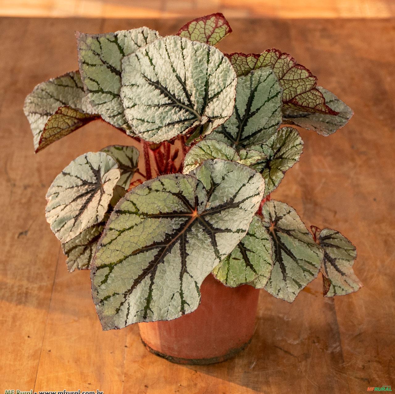 Begonia Rex (Begonia Rex) em Tietê SP à venda. Compre direto 645070
