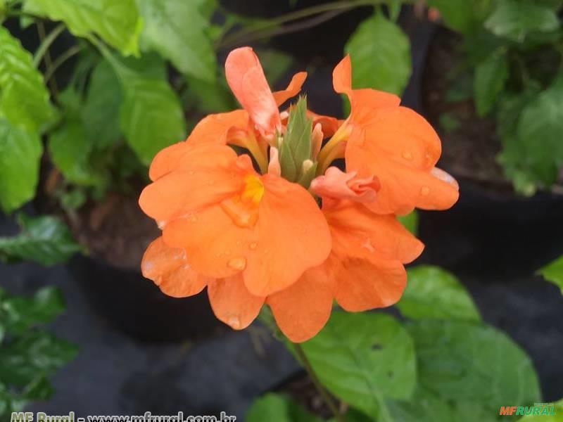Crossandra (Crossandra Infundibuliformis) em Tietê SP à venda. 645083