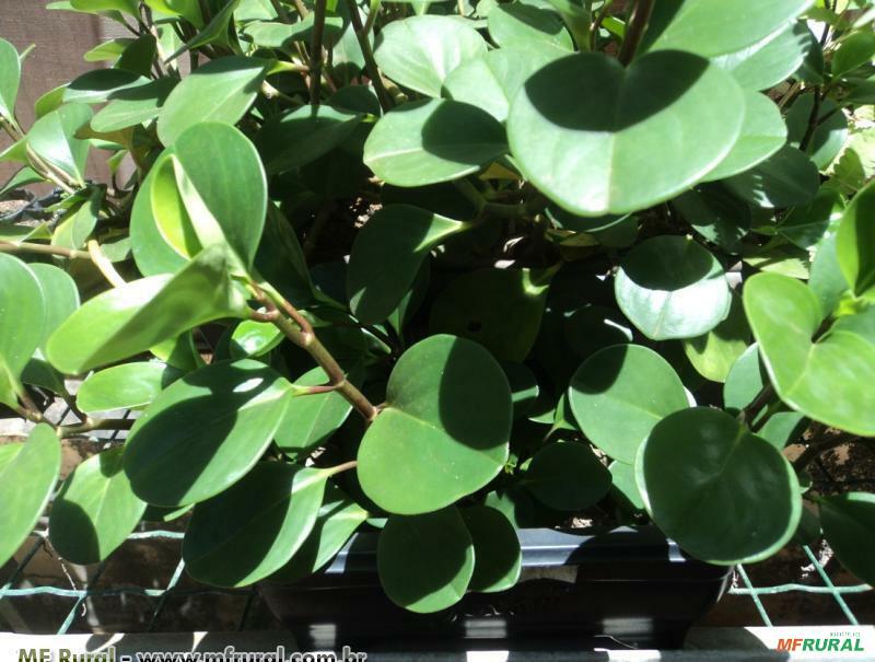 Peperomia Tradicional (Peperomia Obtusifolia) em Tietê SP à 645145