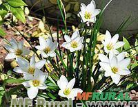 Zefirantes - Carapitaia - Lírio do Vento (Zephyranthes Candida) 645150