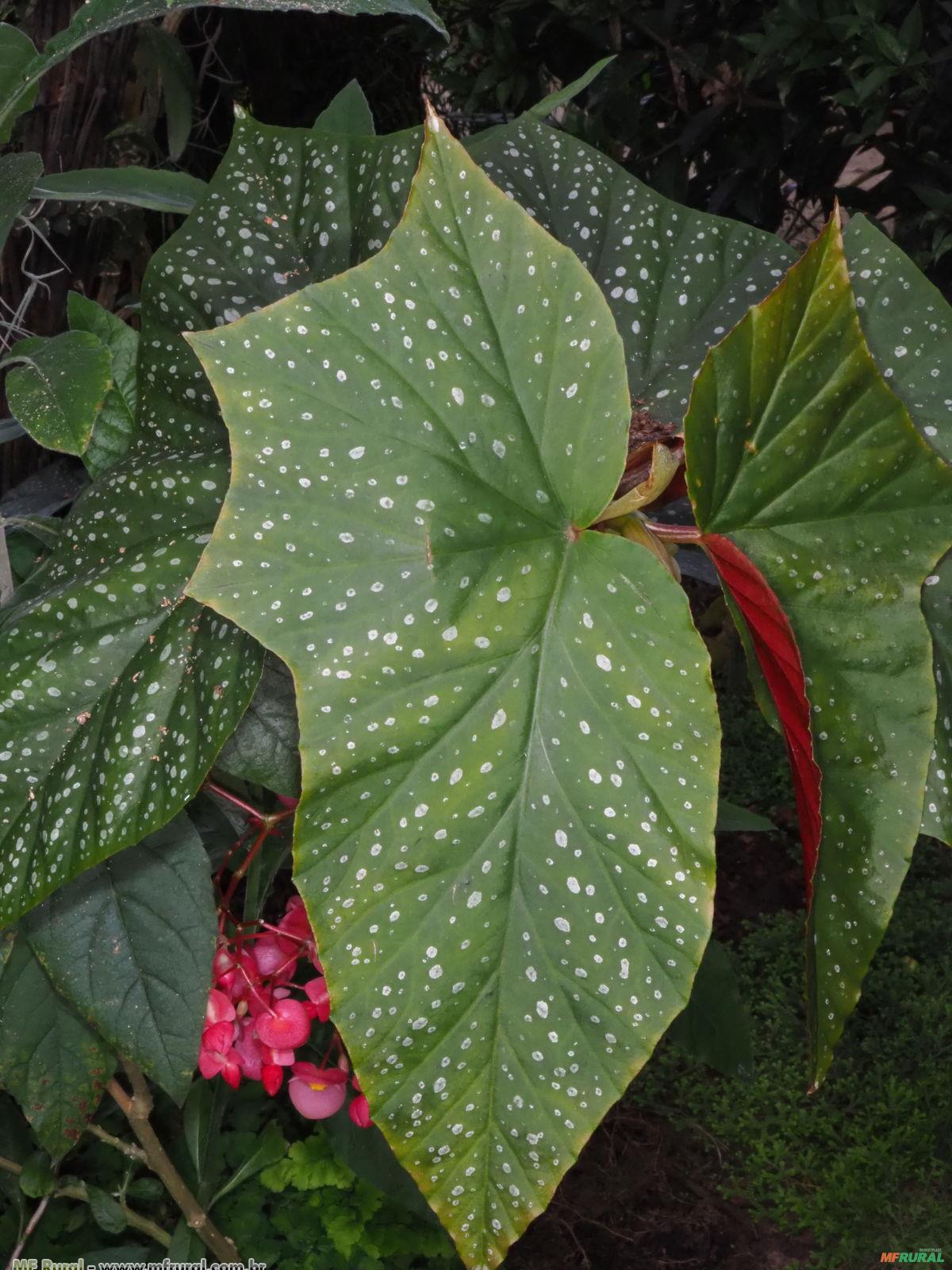Begonia Coccinea | Preço Venda Compra - MF Rural