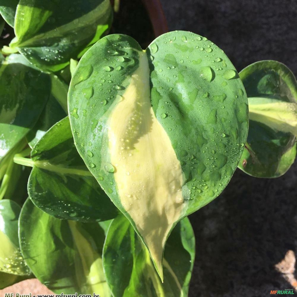 Filodendro do Brasil (Philodendron Hederaceum) em Tietê SP à 645190