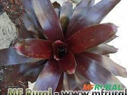 Bromélia Royal Burgundy (Neoregelia 'Royal Burgundy') em Tietê 645204