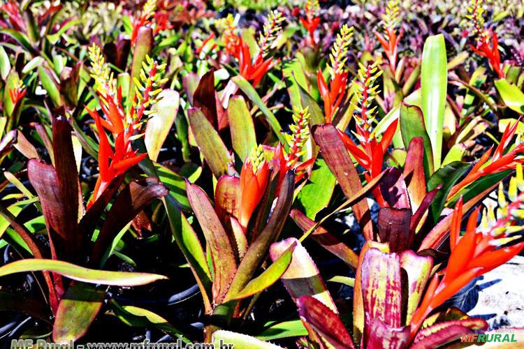 Bromélia Nudicaulis Rubra (Aechmea Nudicaulis 'Rubra') em Tietê 645209