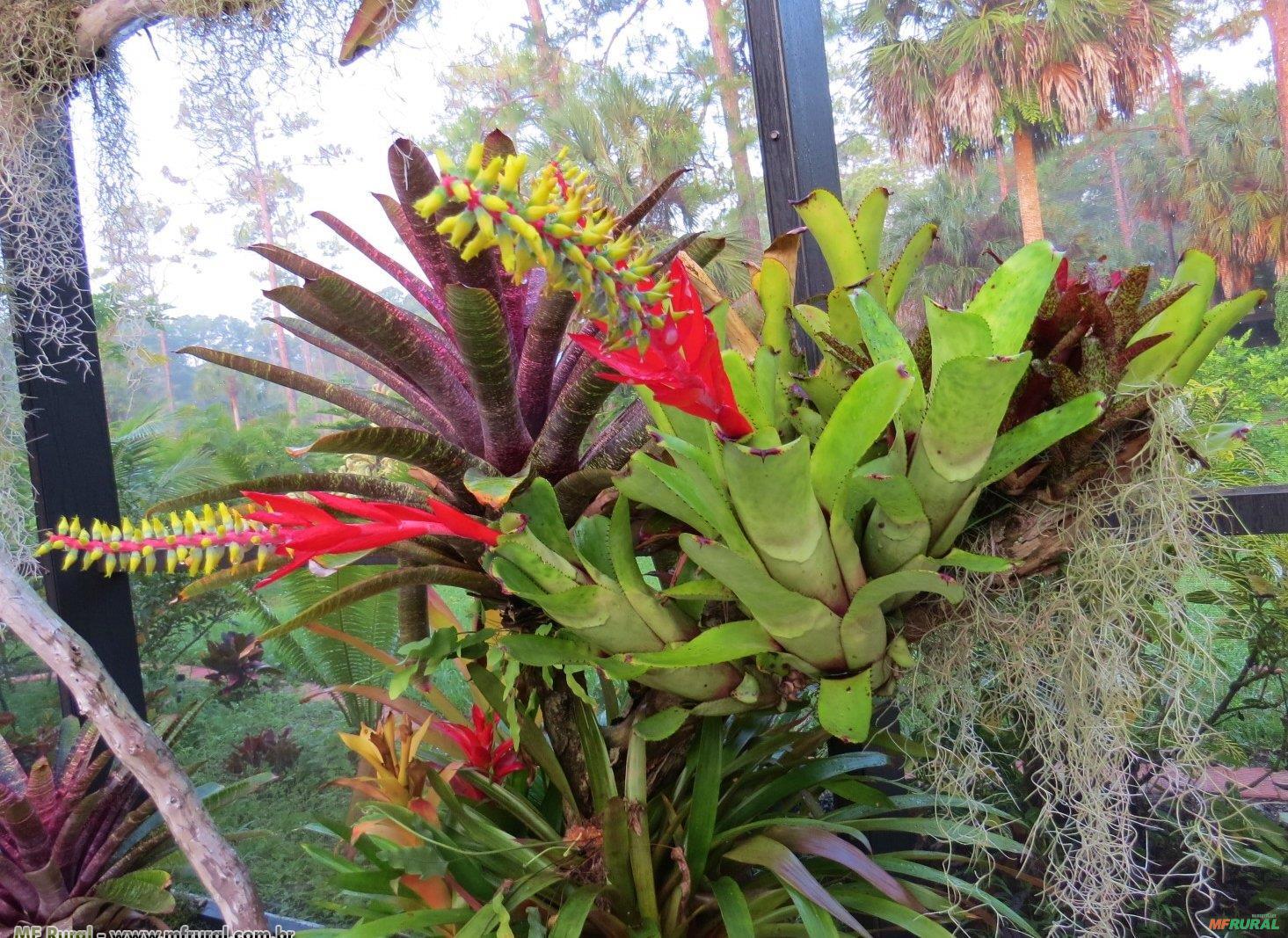 Bromélia Nudicaulis Verde (Aechmea Nudicaulis) em Tietê SP à 645210