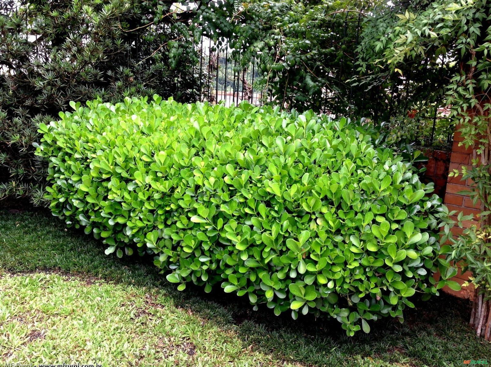 Mini Clusia (Clusia Fluminensis ‘Pedra Azul’) em Tietê SP à 645295