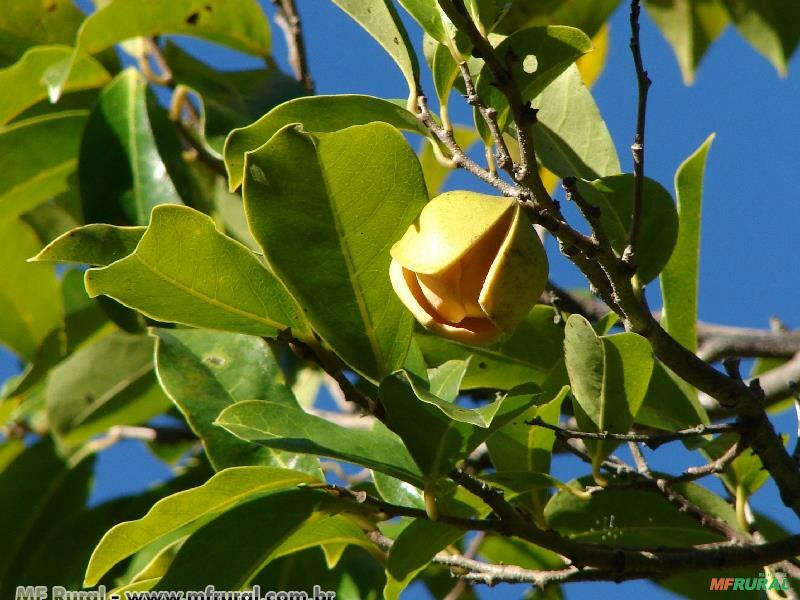 Araticum Açú (Annona Montana) em Tietê SP à venda. Compre direto 645311