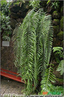 Samambaia de Metro (Polypodium Subauriculatum) em Tietê SP à 645337