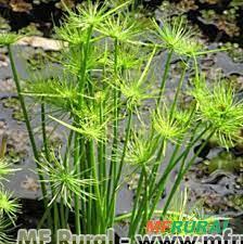 Mini Papirus (Cyperus Papyrus ‘Nanus’) em Tietê SP à venda. 645354
