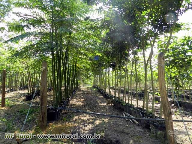 Mudas de Florestais/Nativas à venda com preço