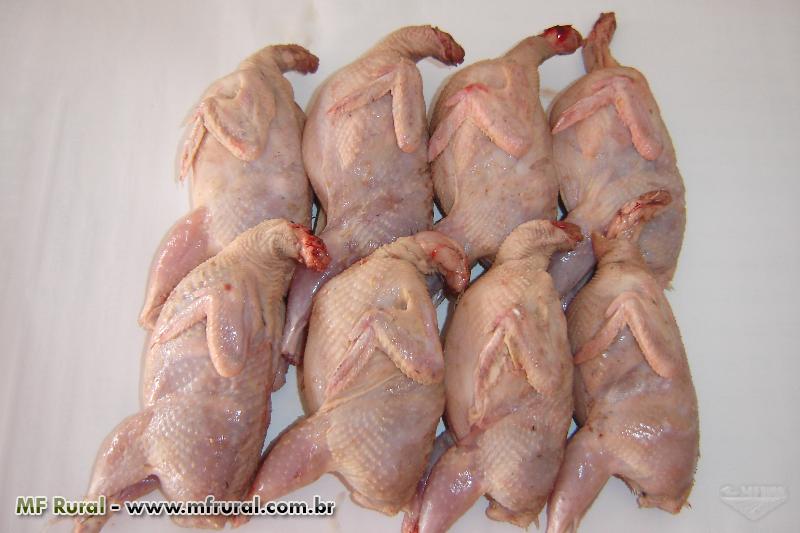 Codorna Viva | Preço Venda Compra - MF Rural