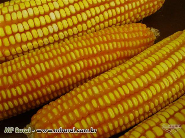 Semente de Milho Safra E Safrinha em Santa Bárbara D'Oeste SP à 36172
