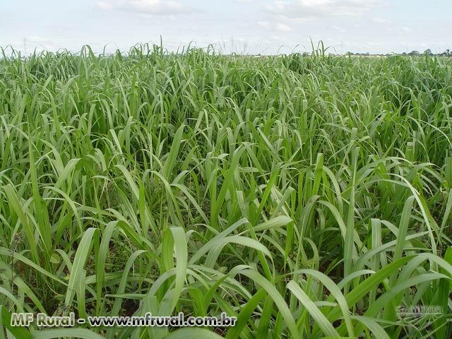 Sementes Capim Brachiaria Brizantha Cv. Marandu (Brachiarão) 60188